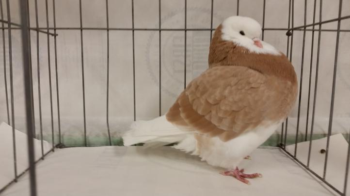 American Baldhead Roller - Pigeons fall