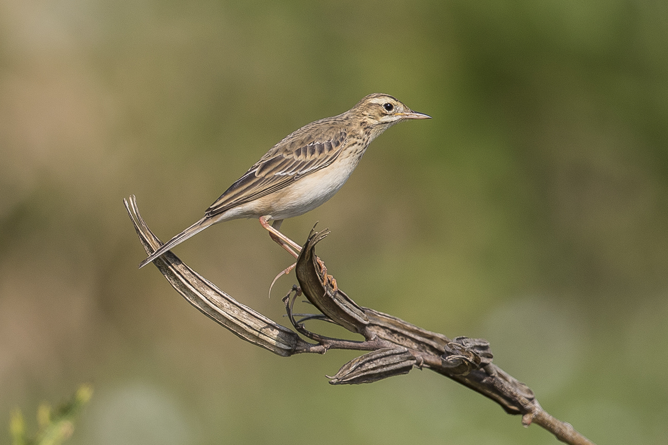 As The Crow Flies - a Hong Kong Birding Blog: Double Rarities - Chinese ...