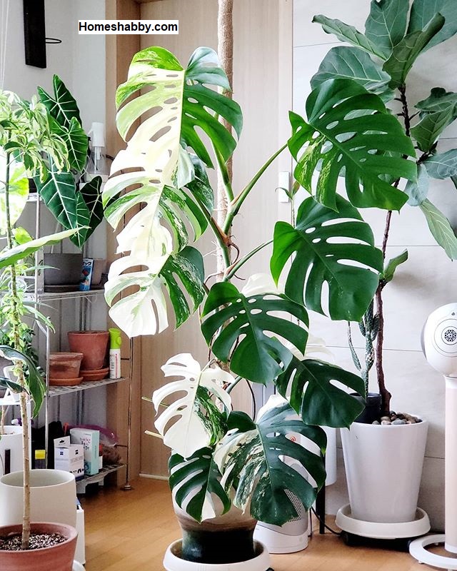 Mengenal 6 Ragam Jenis Monstera atau Janda Bolong, Tanaman Hias yang ...