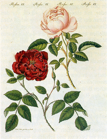 Poetry Laurels: A History of Love and Roses for Valentine's Day