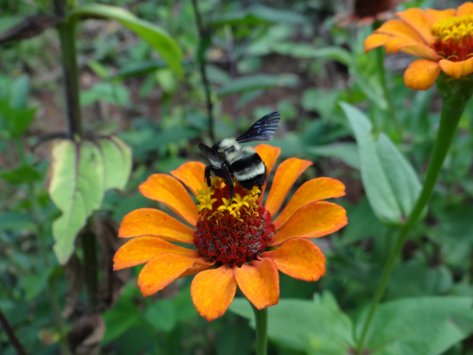 Blog do Ademir Carosia: Mamangava Bombus sp.