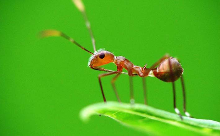 SABER CURIOSIDADES: 30 DADOS E CURIOSIDADES IMPRESSIONANTES SOBRE AS ...