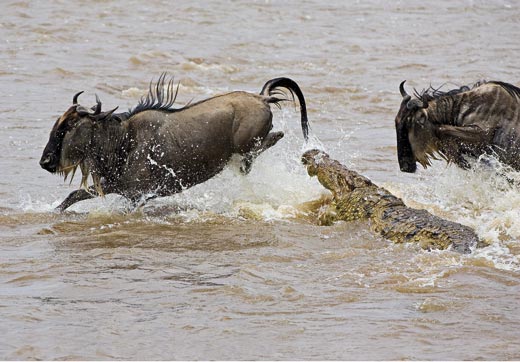 Wildebeests Facts And Pictures | All Wildlife Photographs