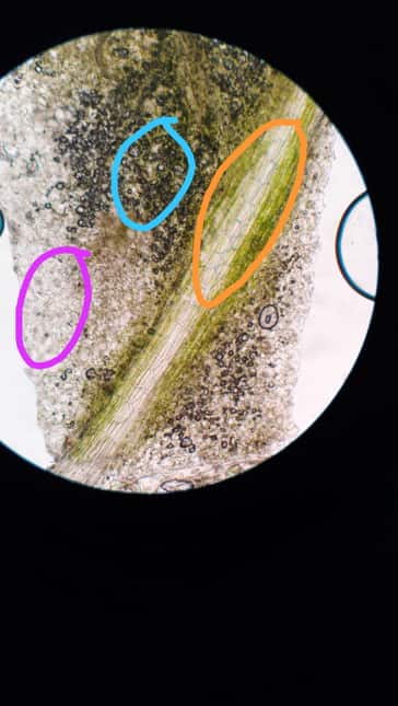 LAPORAN PRAKTIKUM BOTANI FARMASI II