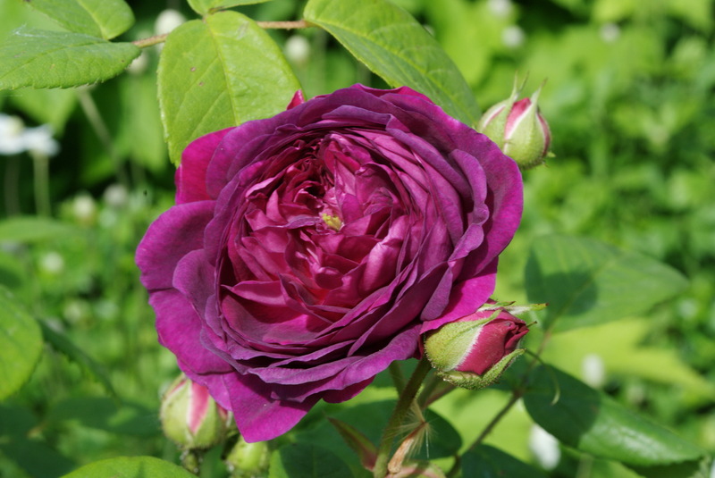 Out of Phase: Old Roses Renamed - the Cis Binary Rosarian