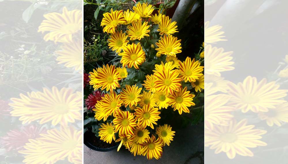 Paling Populer 26+ Foto Bunga Seruni Cantik - Gambar Bunga Indah