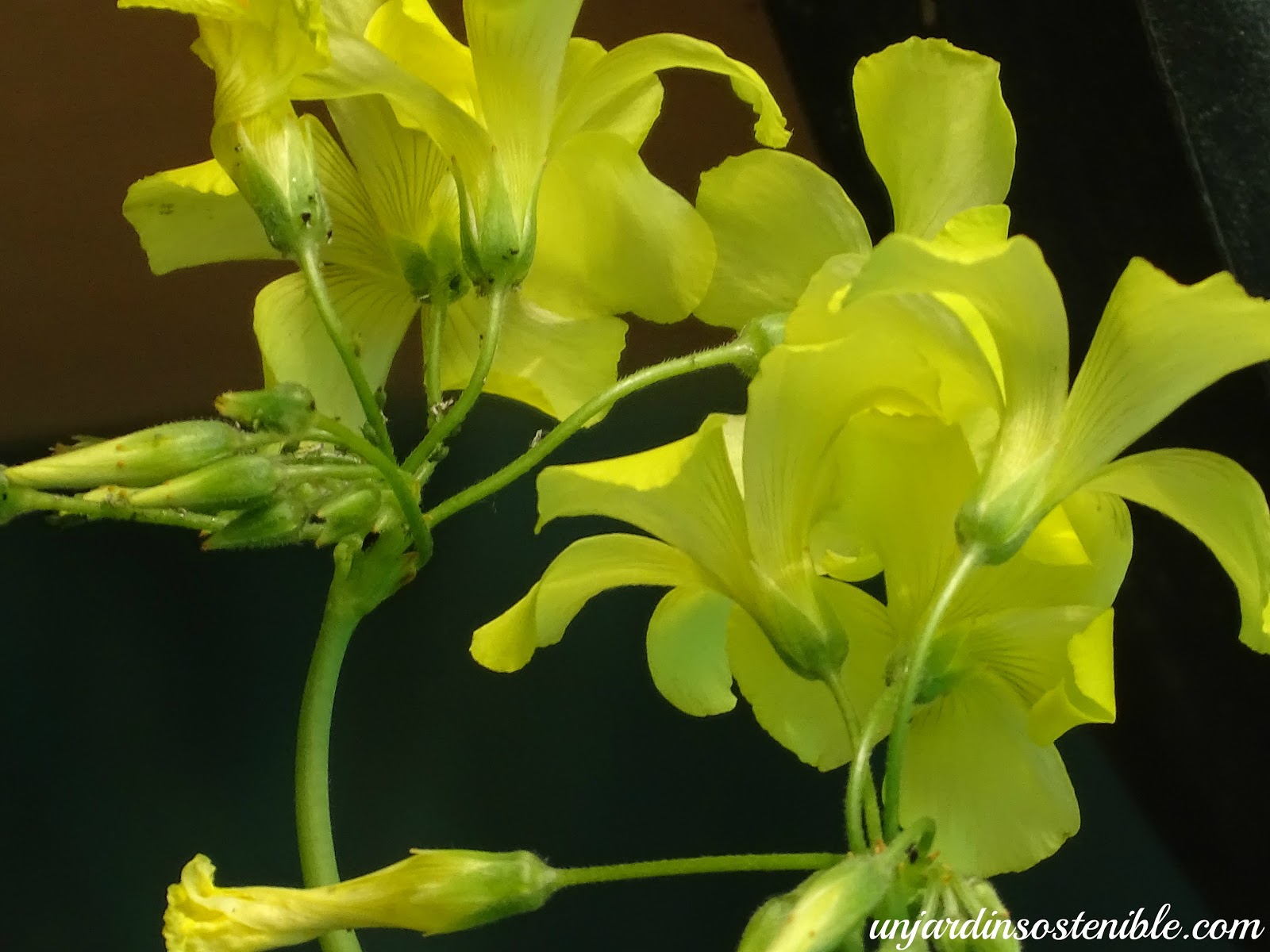 Oxalis pes-caprae (Vinagrillo)