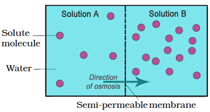 Transport in Plants - Notes | Class 11 | Part 2: Plant - Water Relations
