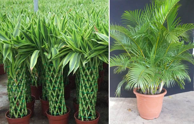 7 Tanaman Hias dalam Ruangan yang Dapat Menyerap Racun | Gambar Bunga