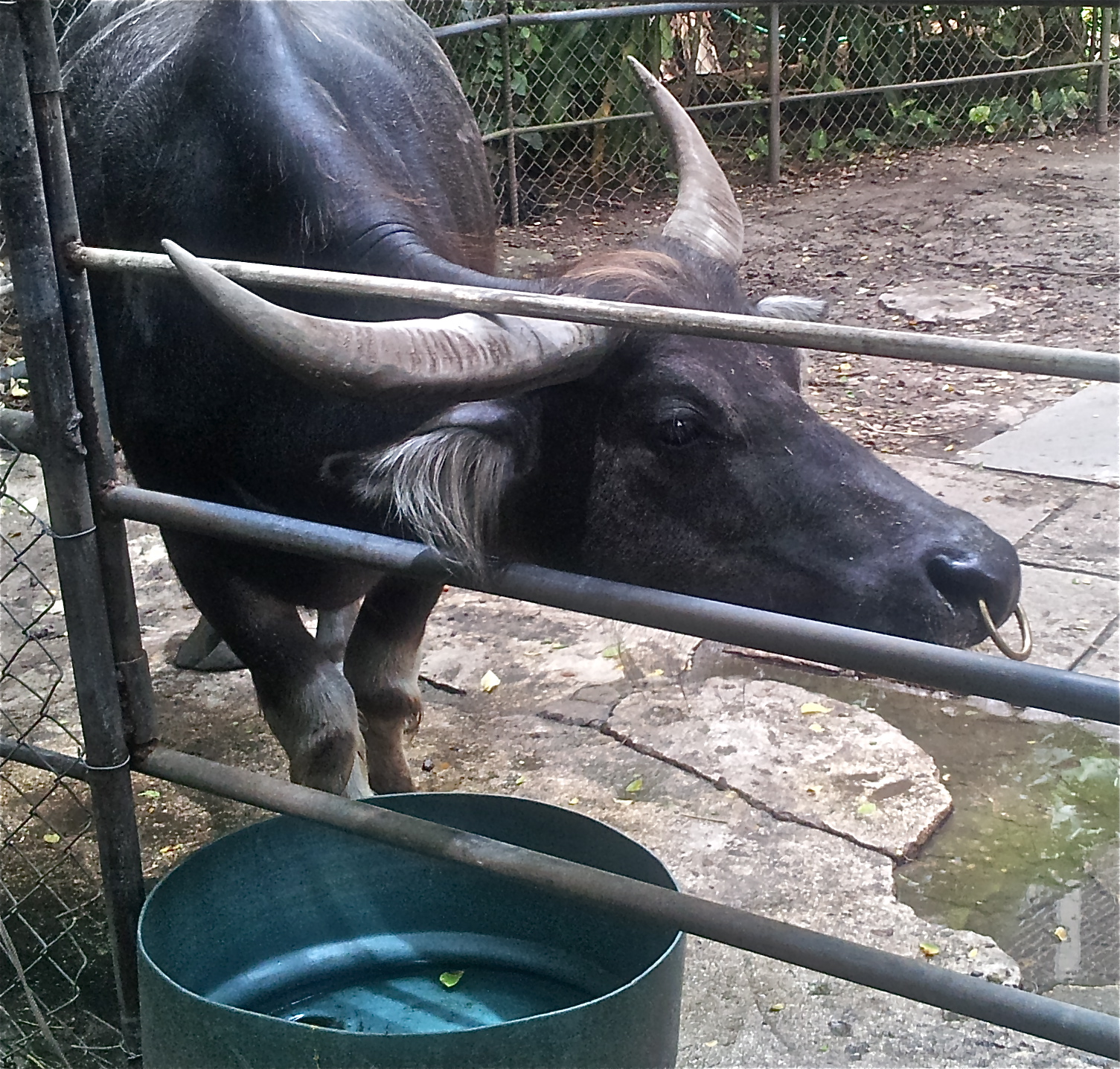 The World According to Mochi: Hafa Adai -- Guam Zoo