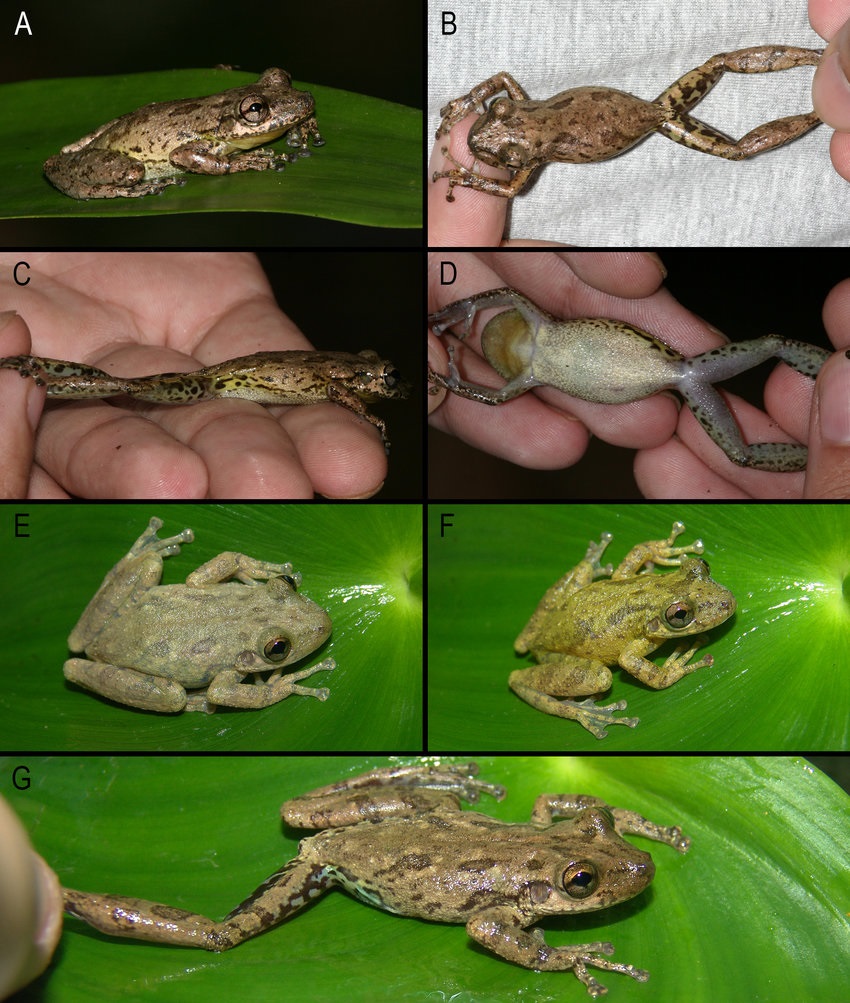 Species New to Science: [Herpetology • 2021] Scinax tropicalia • A New ...