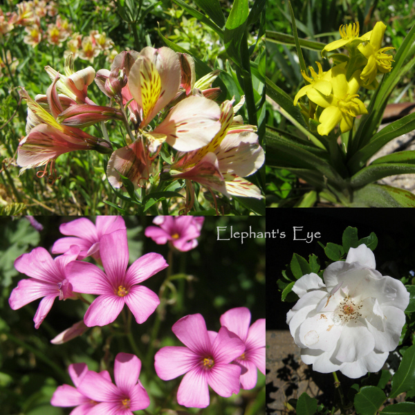 November in our False Bay garden