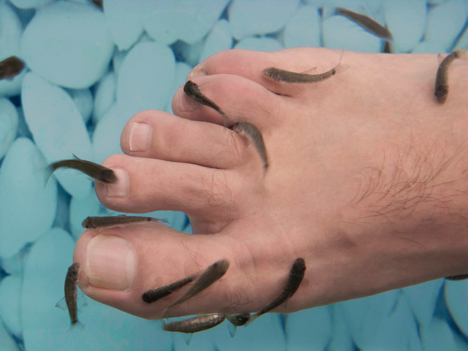 Pinceladas Actuales: Garra Rufa, El Pez Doctor