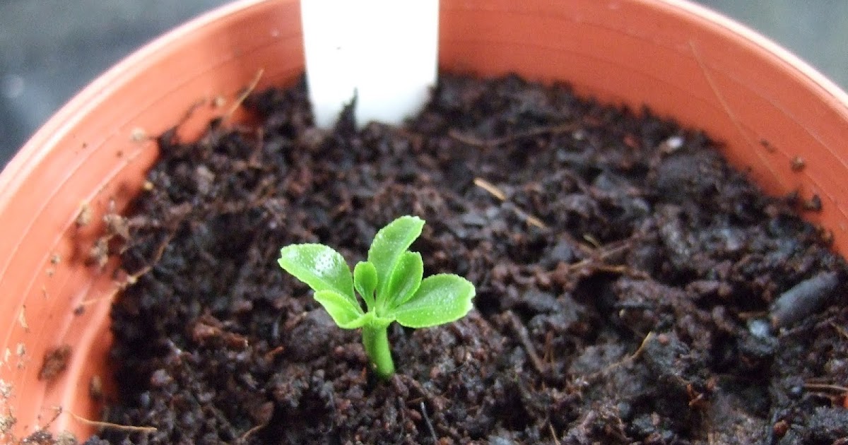 Linden Grove: Lemon Pips and Other Things