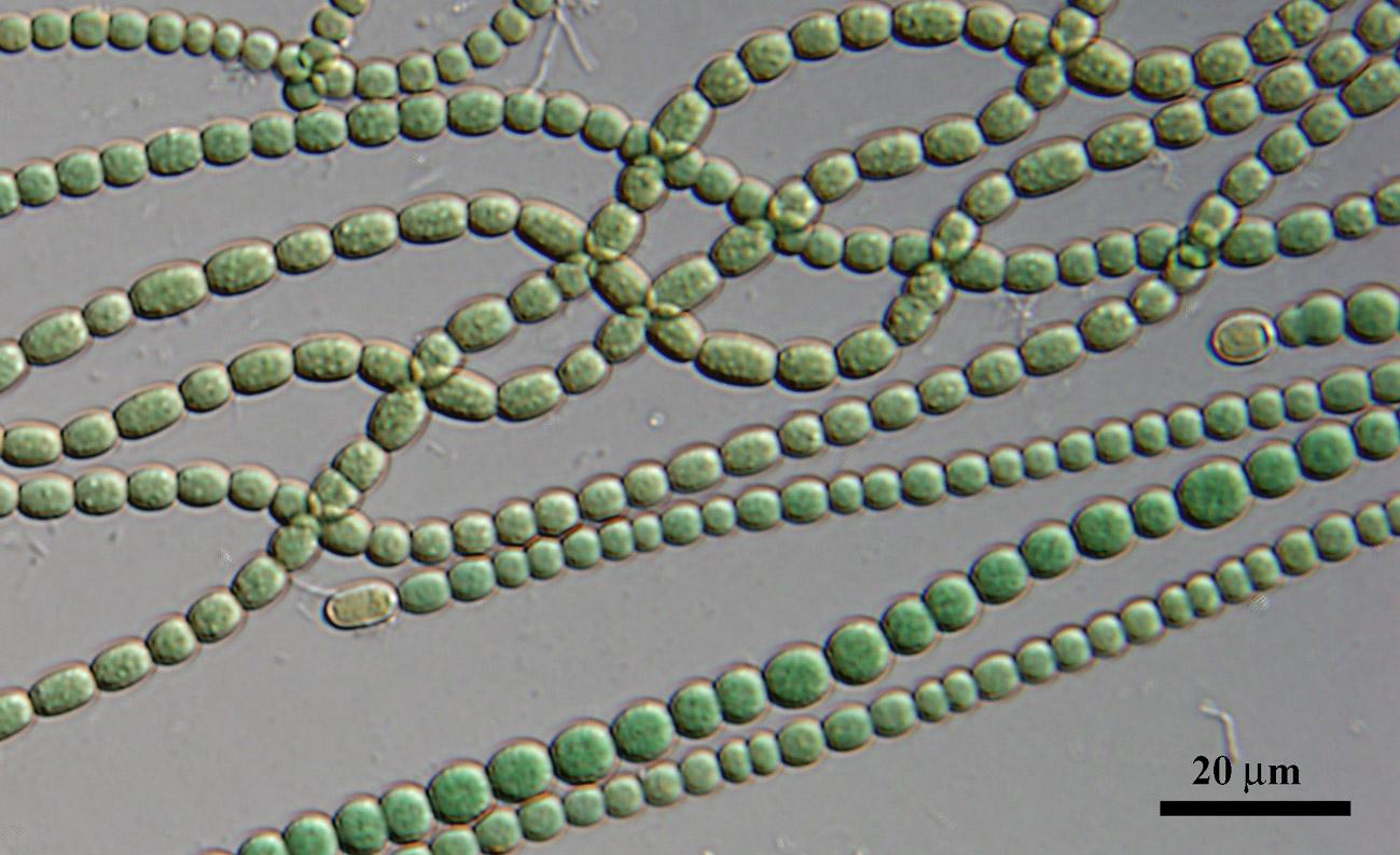 microBIO: 1/03/17 - 1/04/17