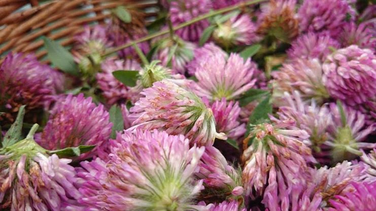 Katerina's Journal: Red Clover For Dogs