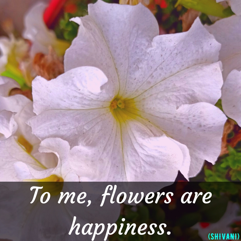 Best 30 Inspirational Flower Quotes With Beautiful Pictures-Quotes ...