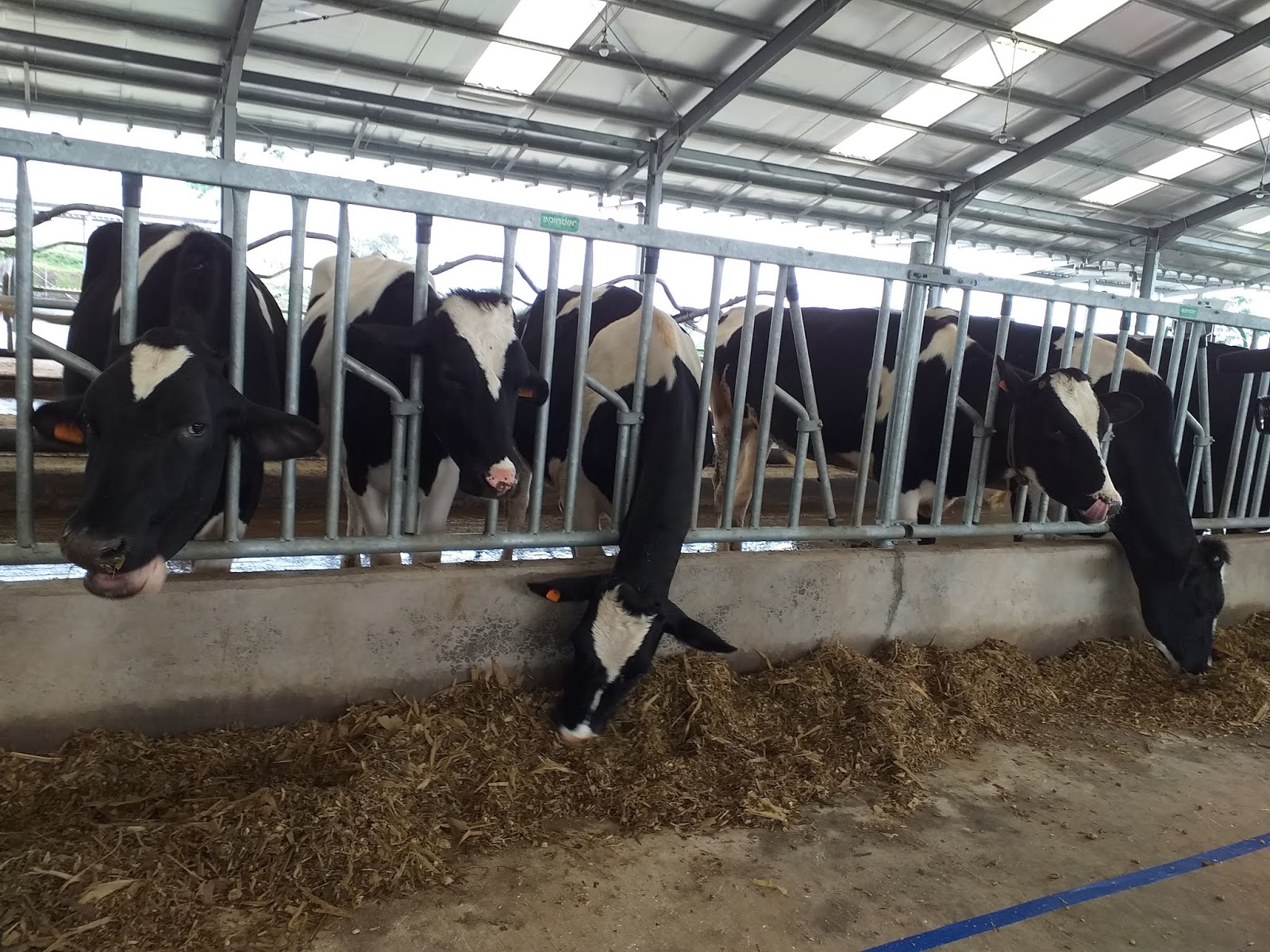 Program Renovasi Kandang untuk membantu peternak memiliki kandang yang ...