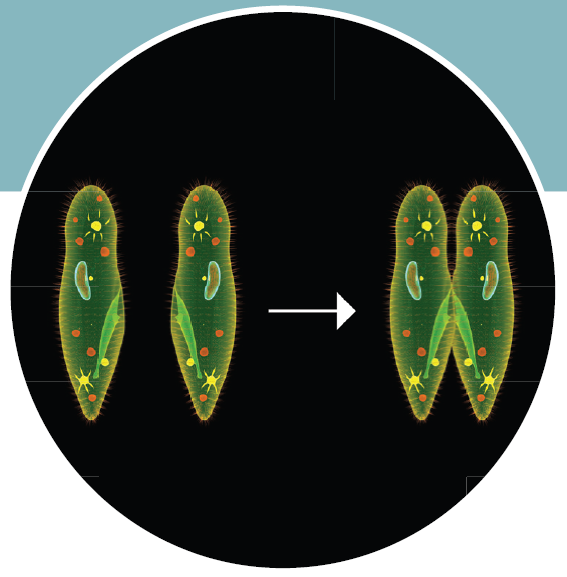 CLASS 12 ZOOLOGY TM - பாடம் 1 உயிரிகளின் இனப்பெருக்கம் | CHAPTER 1 ...
