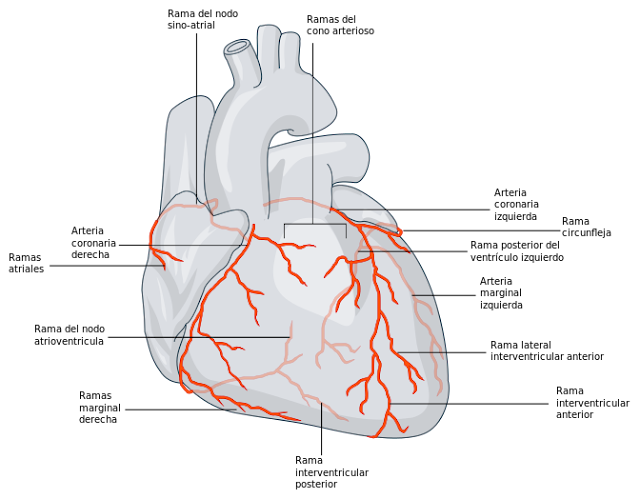 Anatomía de las arterias coronarias y sus ramas. - AnSRo