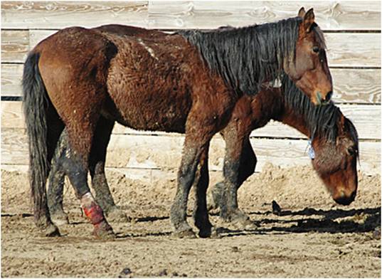Save the Mustangs: Photos of BLM Roundups