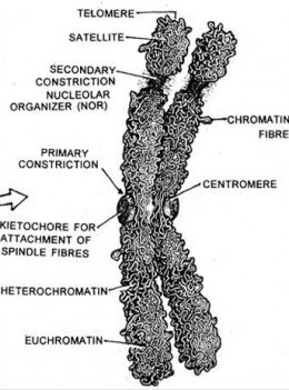 Chromosome Ultra Structure ~ Biology Exams 4 U