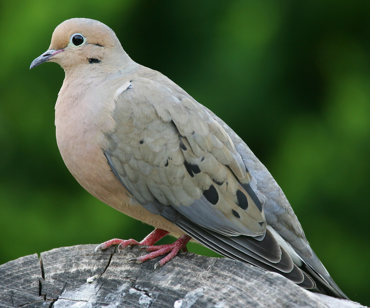 Earth And Space News American Mourning Dove Habitats Gray Body earth-and-space-news-american-mourning-dove-habitats-gray-body
