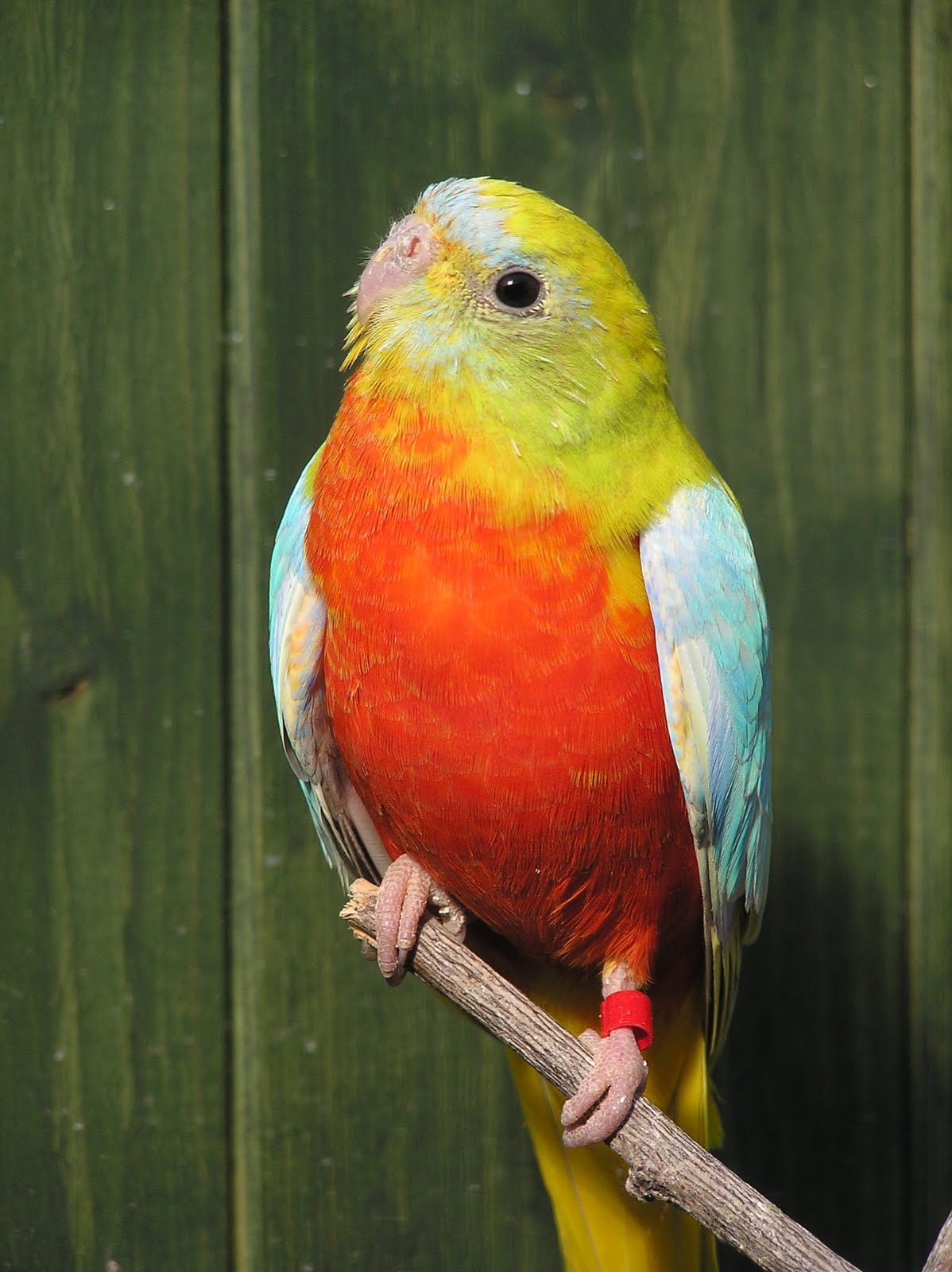 Grassparakeet photo blog: Sexing the yellow opaline turquoisine -beak ...
