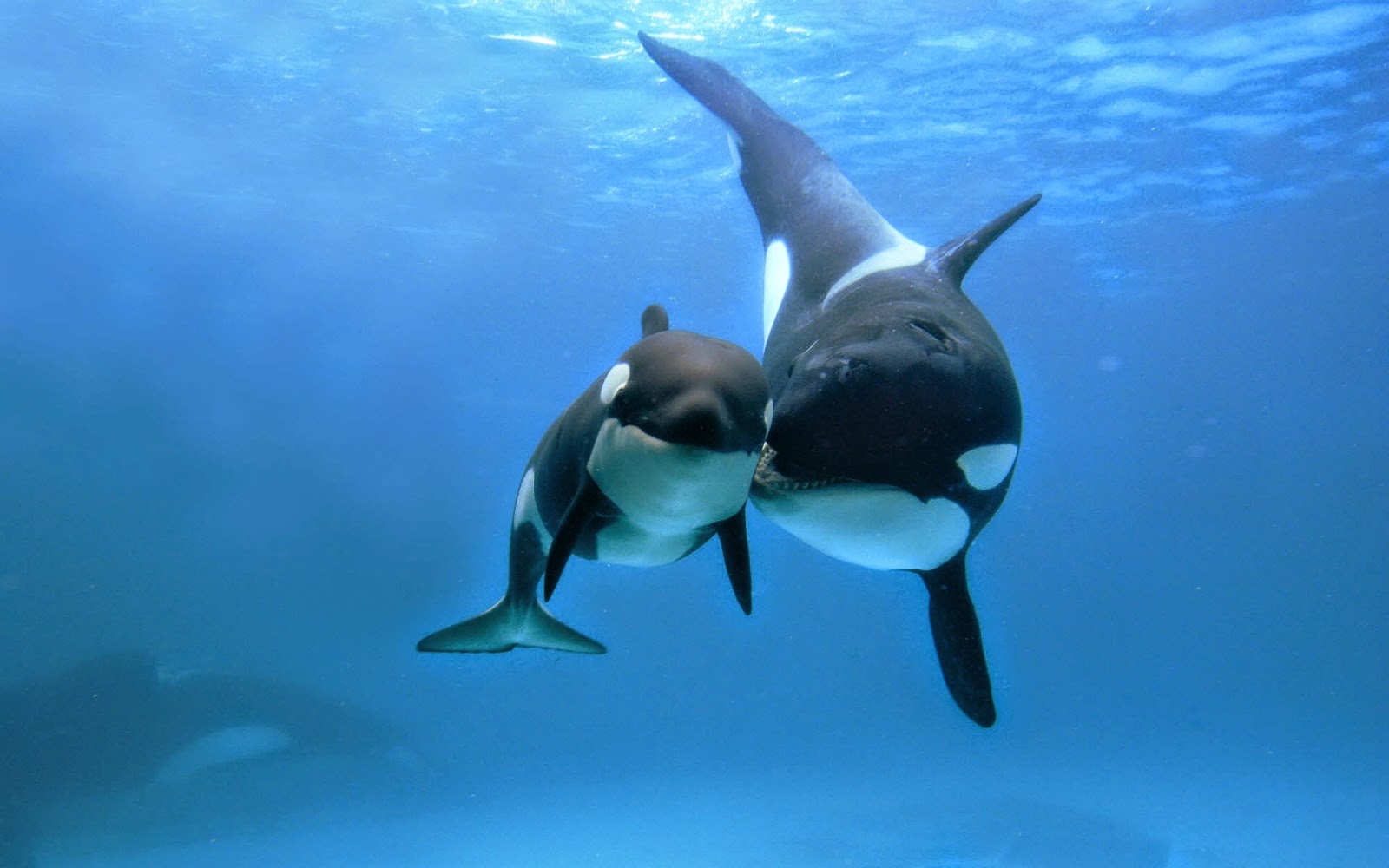 Orca - HD Wallpapers | Earth Blog