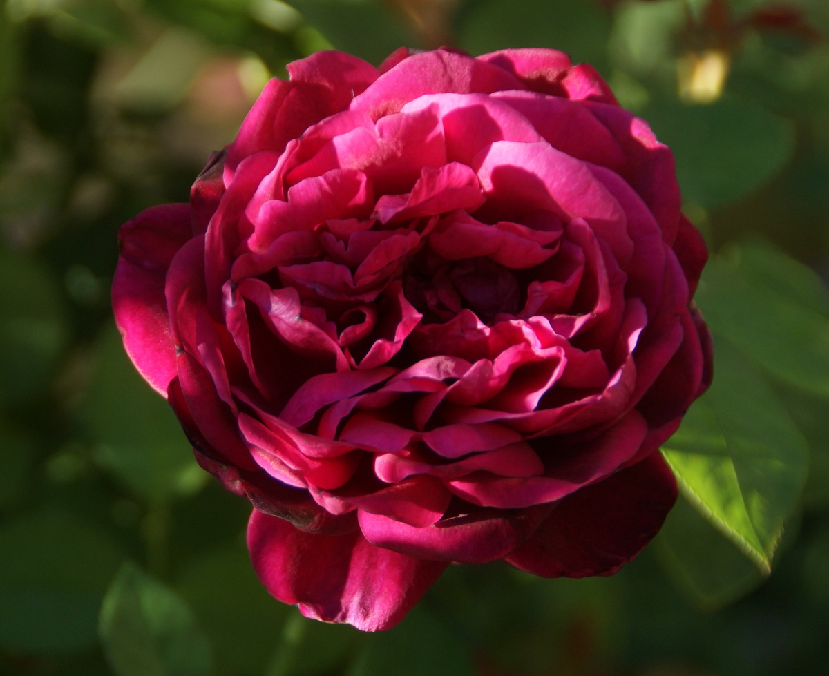 Organic Garden Dreams: October Roses