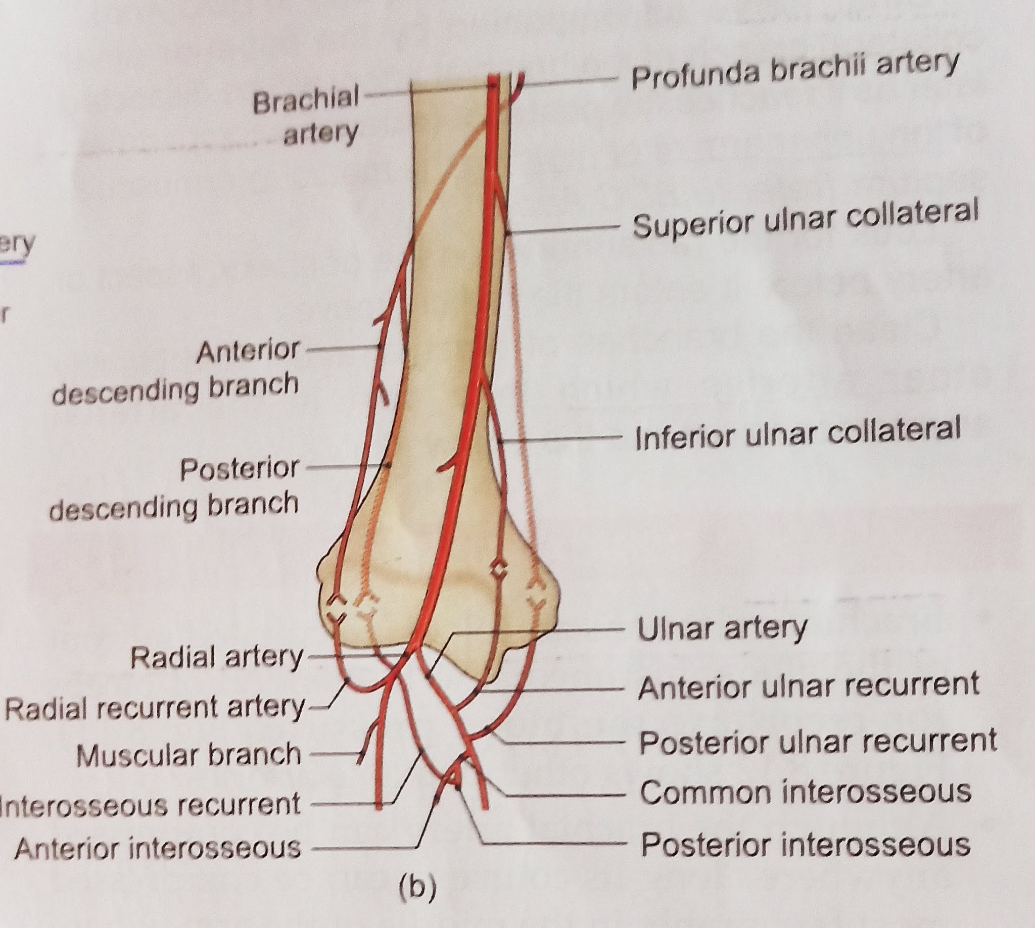 Medical anatomy, physiology &biochemistry for medical students ...