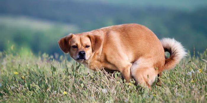 Estudo científico explica porque seu cachorro olha para você enquanto ...