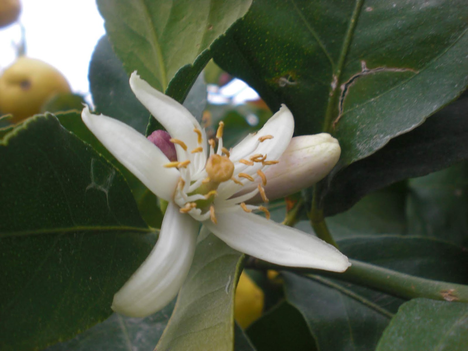 Perfumes y luces de Extremadura: Flor de limonero.