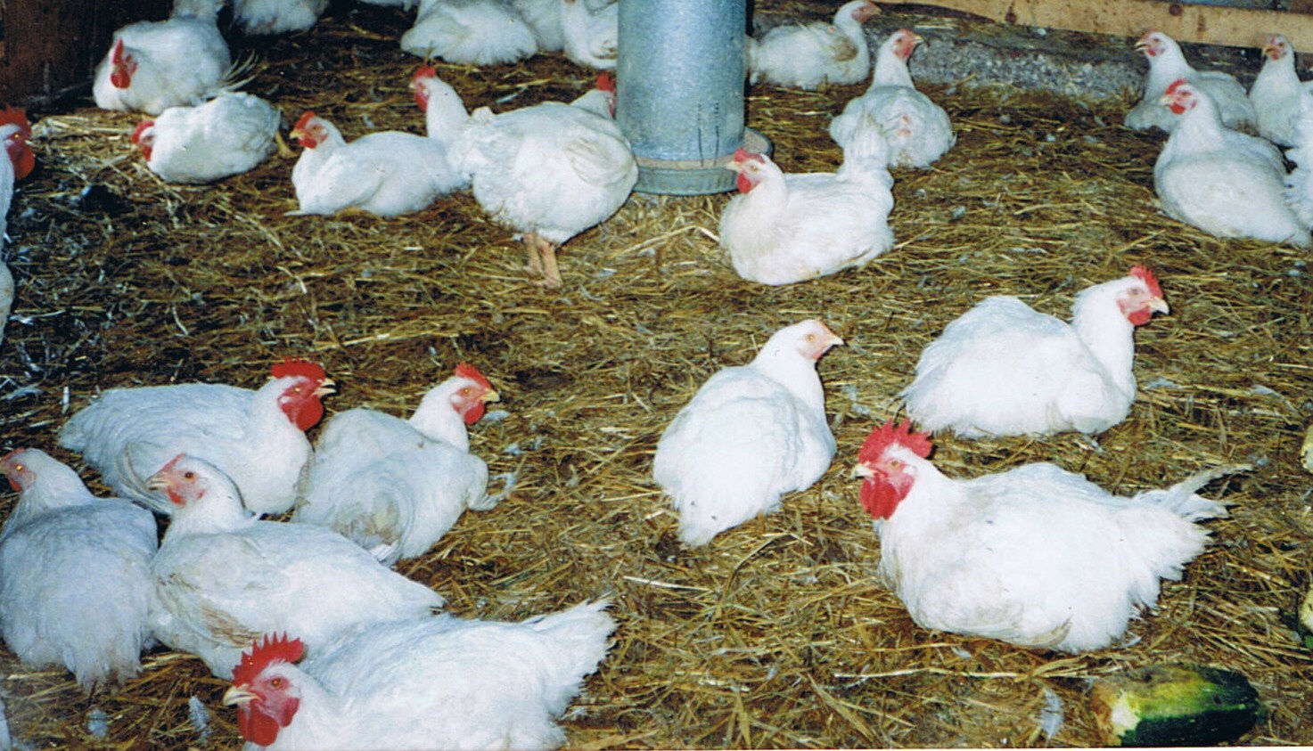 the joy of mothering: The Sly Fox And The Traumatized Chicken