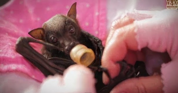 White Wolf : Ruby, Orphaned Flying Fox Baby May Be the Cutest Thing You ...