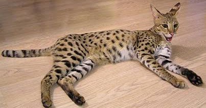 Kucing Savannah, Kucing Termahal Di Dunia - Berita Aneh dan Unik Terbaru