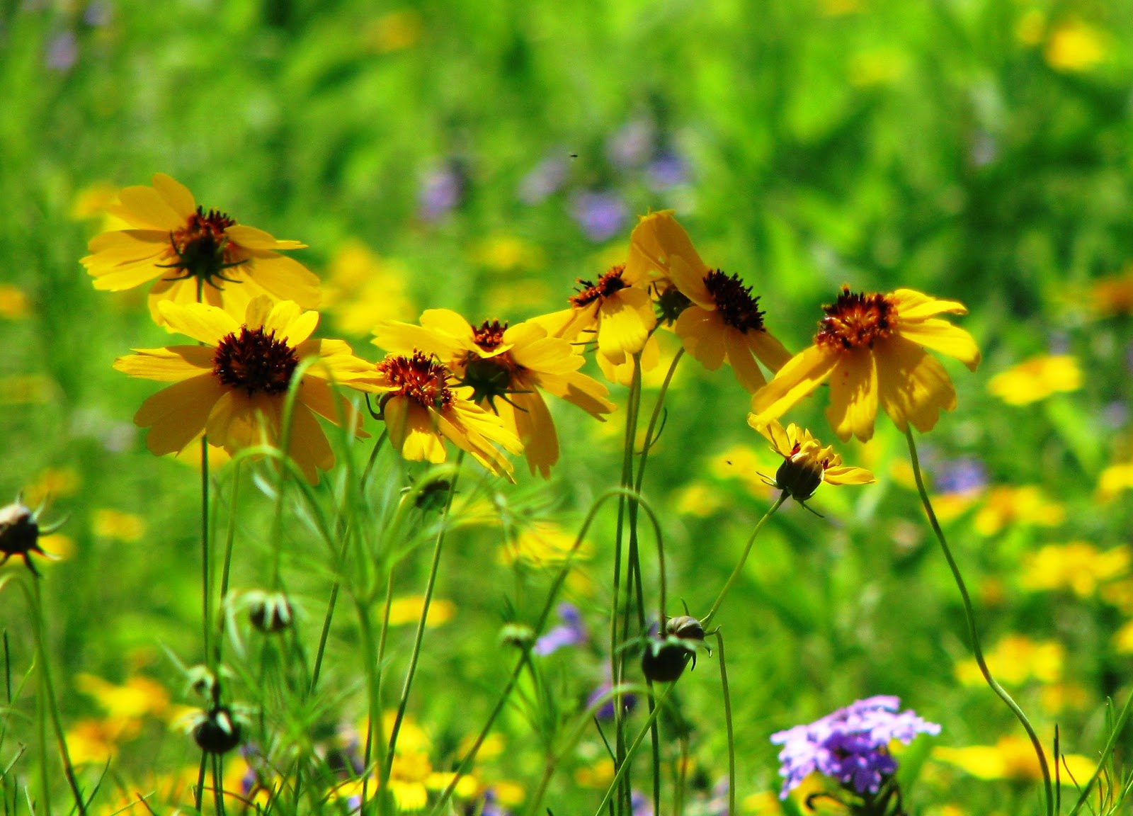 Chocolate Flower - Berlandiera lyrata care and culture | Travaldo's blog