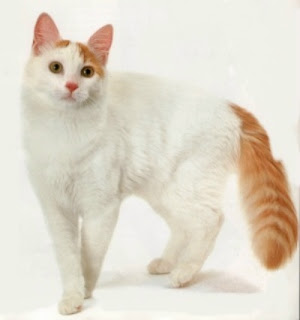 Ovaltes: Turkish Van High Quality Hair Markings and Best Van Pattern