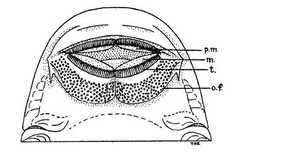Engineering and Biomimetics: Teeth of Plecostomus