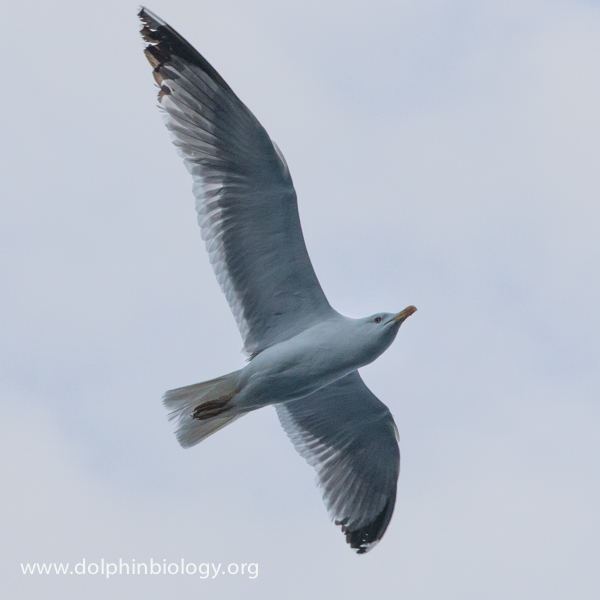 Dolphin Biology and Conservation: Inquisitive seagull