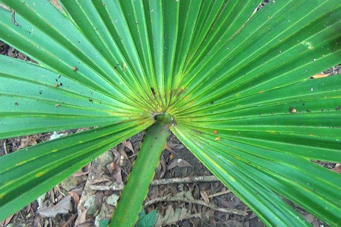 Gebang (Corypha utan)