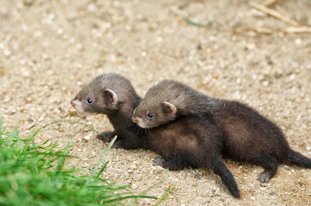 British Wildlife Centre ~ Keeper's Blog: Baby Polecats