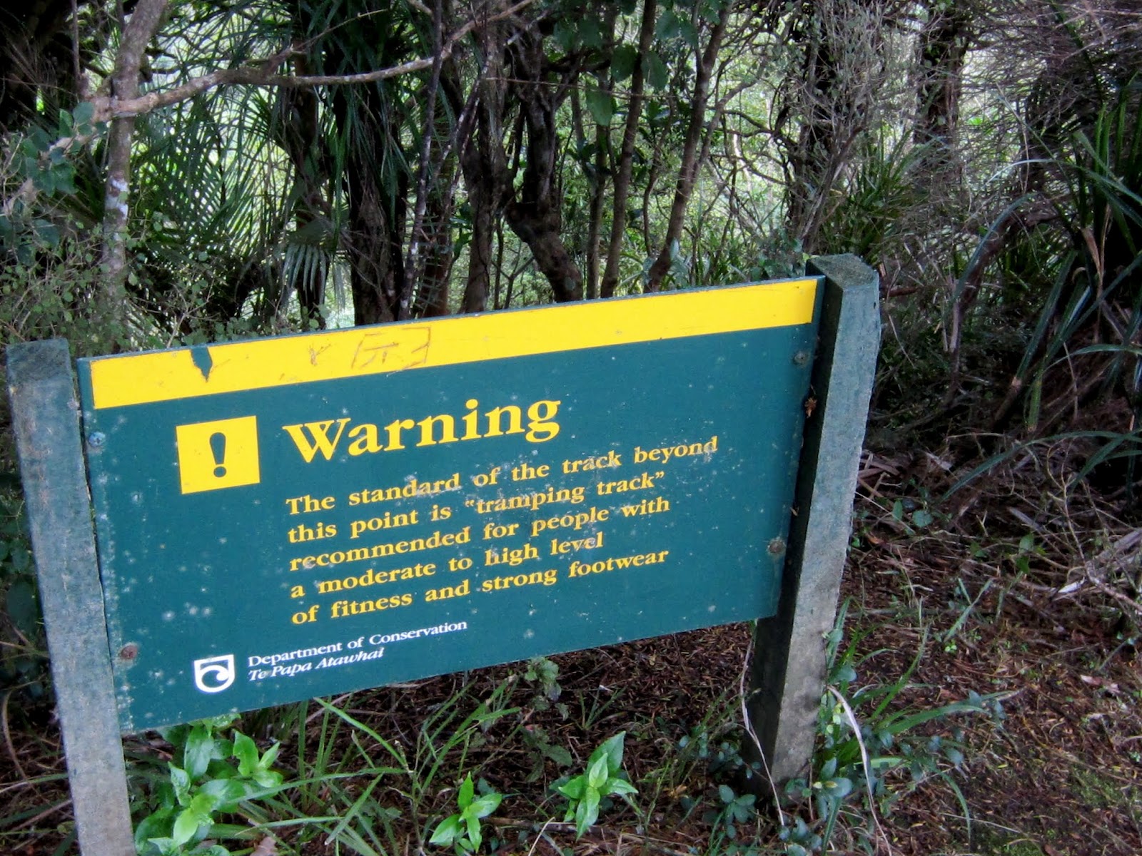 Dome Forest Walkway -- Auckland 60 Walks