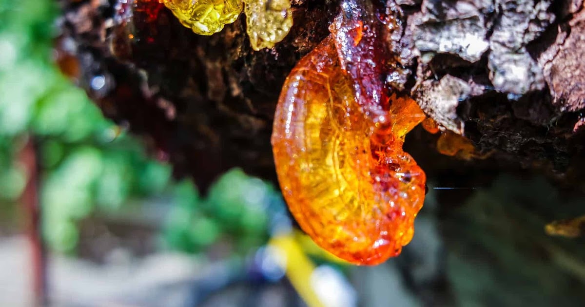 RAMAT jóias: A História do âmbar