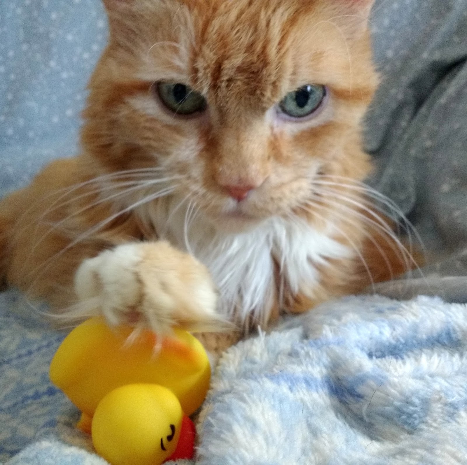 Cats of Wildcat Woods: Happy Rubber Ducky Day - Jan. 13