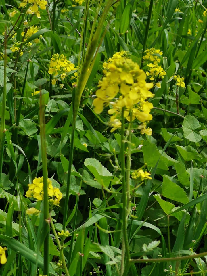 hellothisisjerusalem: IHMEELLINEN SINAPIN SIEMEN