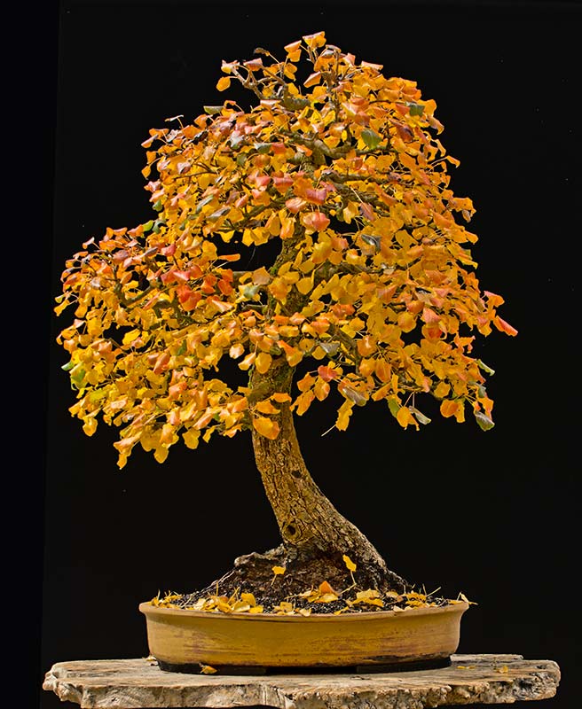 Walter Pall Bonsai Adventures: Wild Pear #1