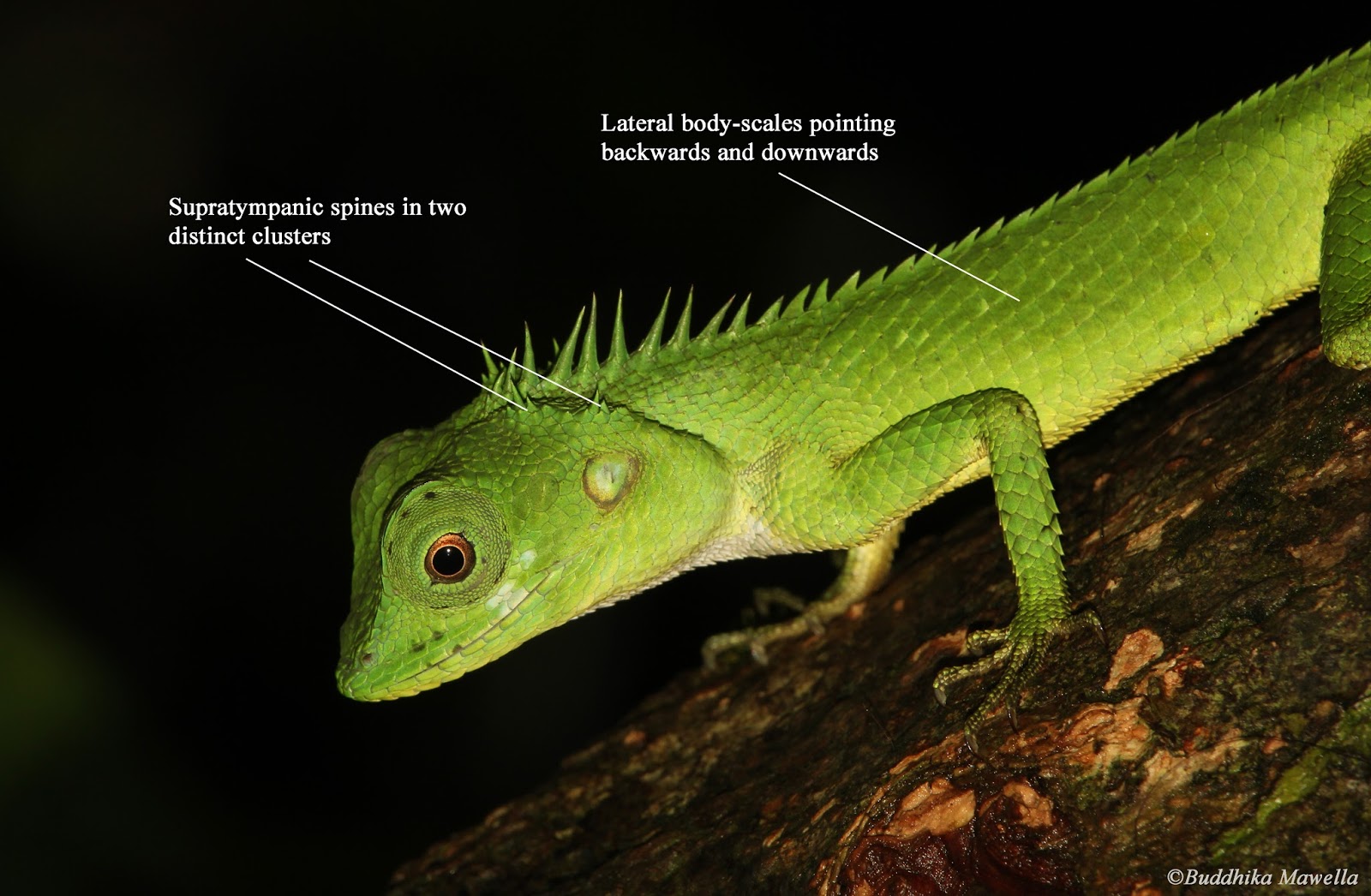 Lanka Nature Summary: Whistling lizard (Calotes liolepis)