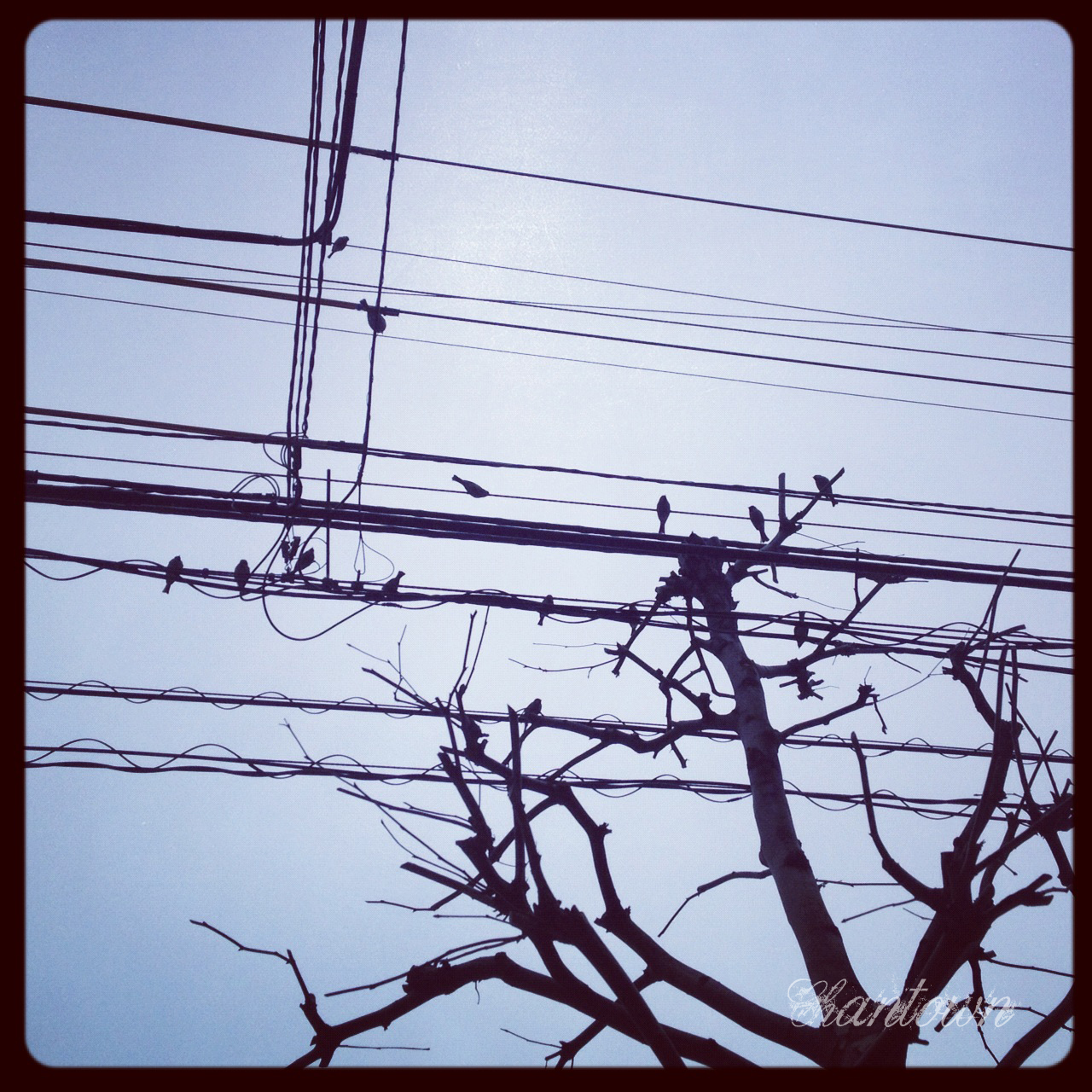 Notes from a small: Telegraph wires