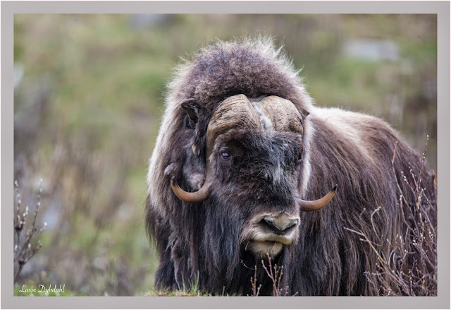 Lasses naturfoto: Moskus. Musk ox. Dovrefjell